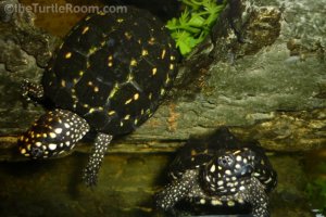 Geoclemys hamiltonii Gallery – theTurtleRoom