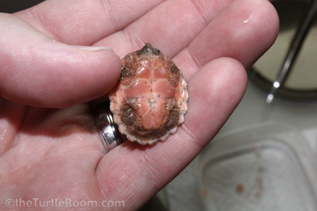 Poppy-06 – theTurtleRoom