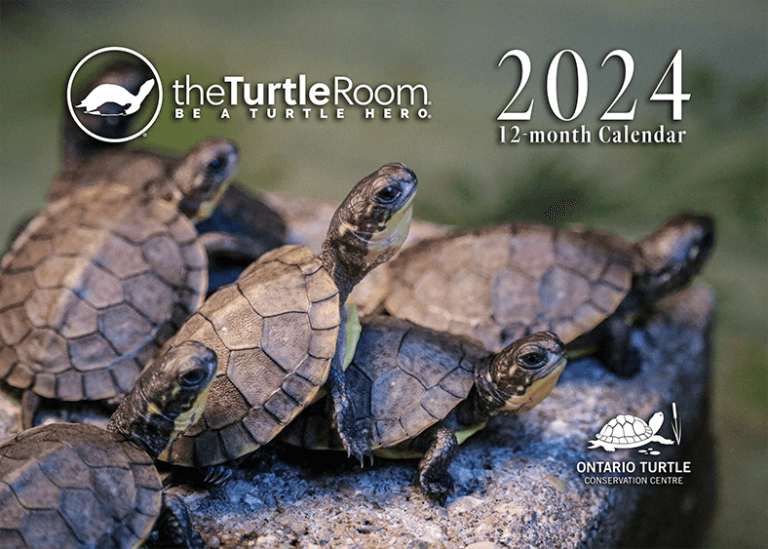 theTurtleRoom 2024 Turtle Calendar – theTurtleRoom